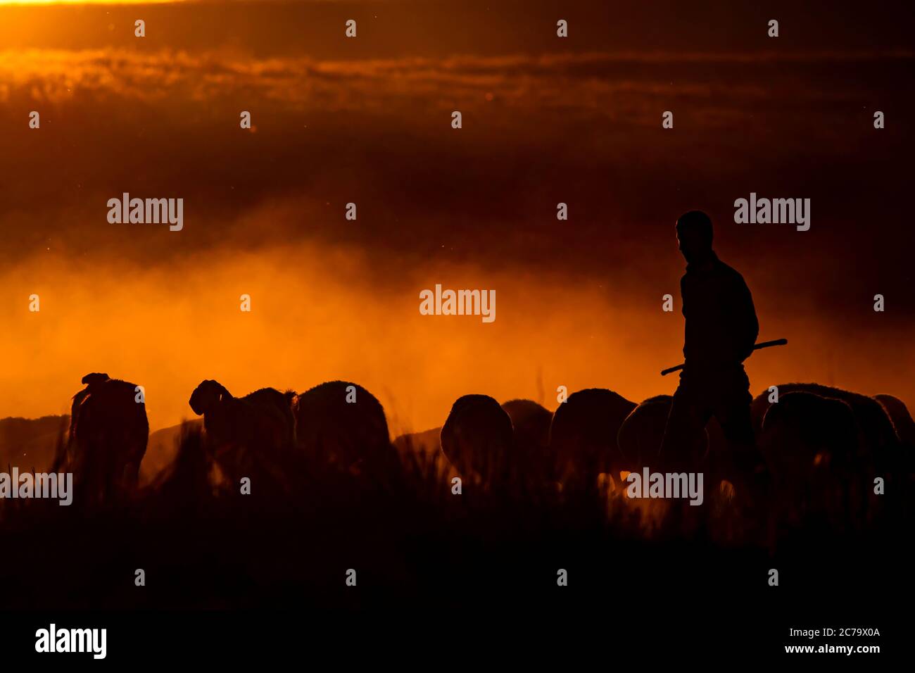 Sunset nature and shepherd. Sunset nature background. Sheeps and ...