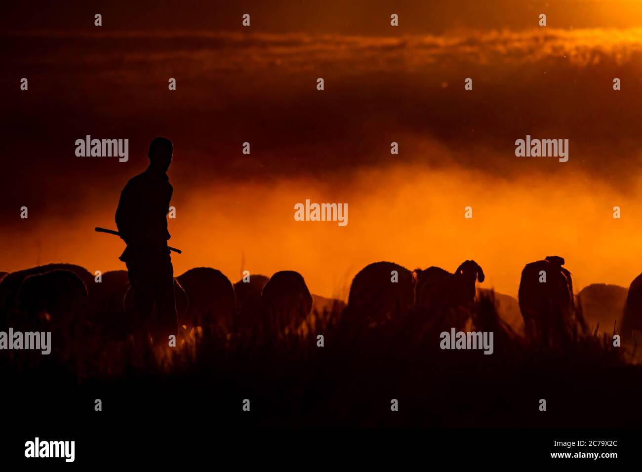 Sunset nature and shepherd. Sunset nature background. Sheeps and ...