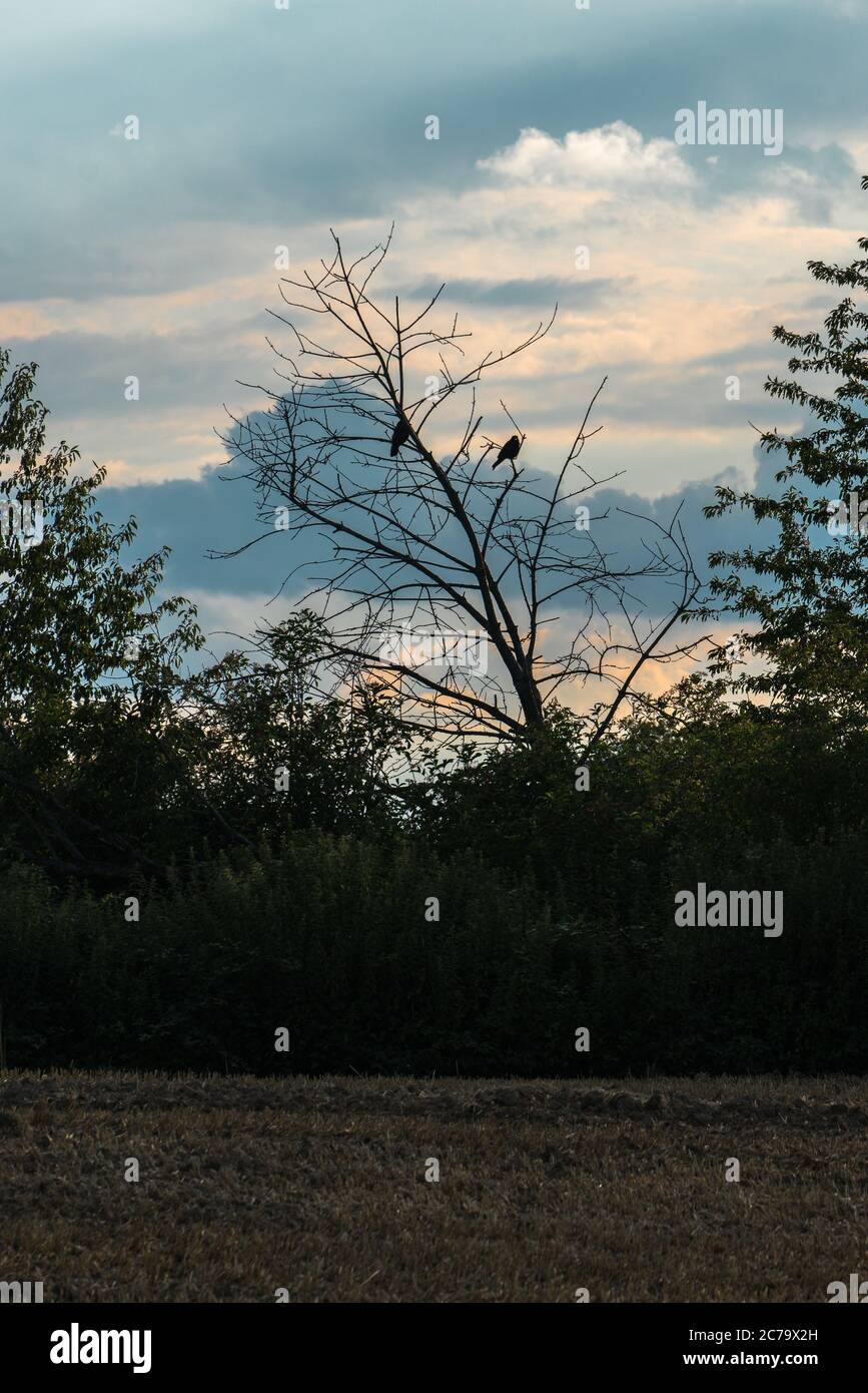 Ravens on a dead tree. Silhouette of a grove on the edge of the field ...
