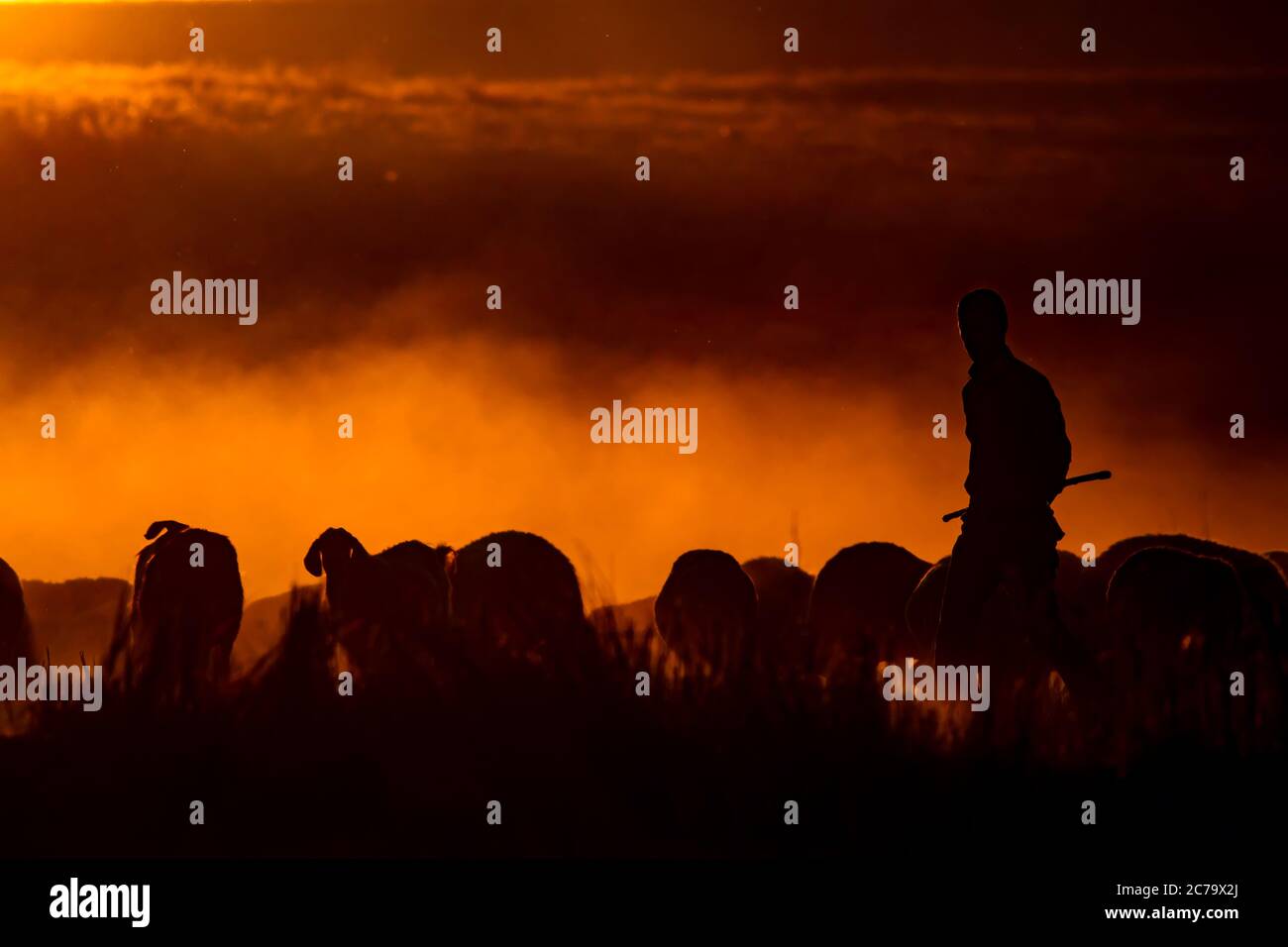 Sunset nature and shepherd. Sunset nature background. Sheeps and ...