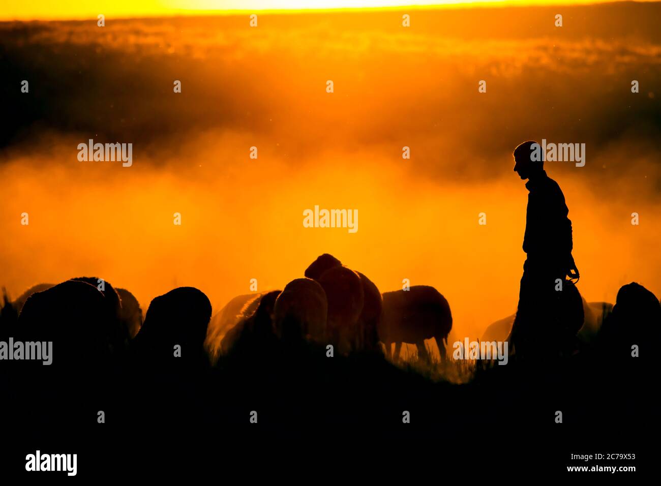 Sunset nature and shepherd. Sunset nature background. Sheeps and ...