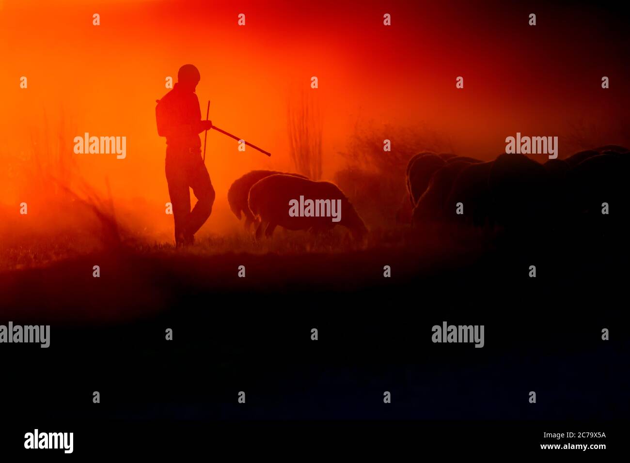 Sunset nature and shepherd. Sunset nature background. Sheeps and ...
