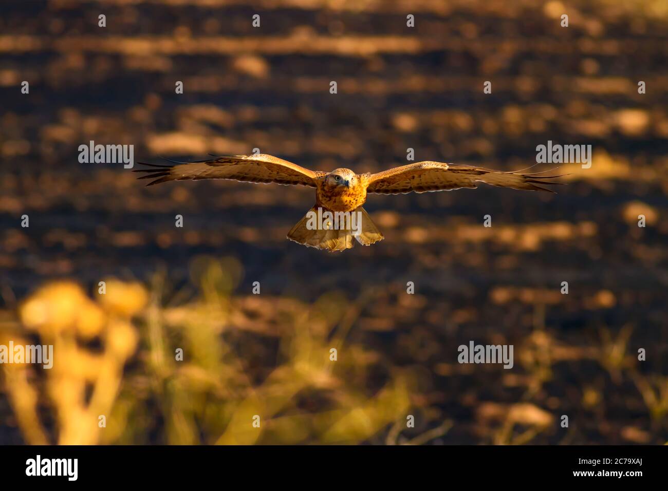 Flying buzzard. Bird of prey. Yellow nature background Stock Photo - Alamy