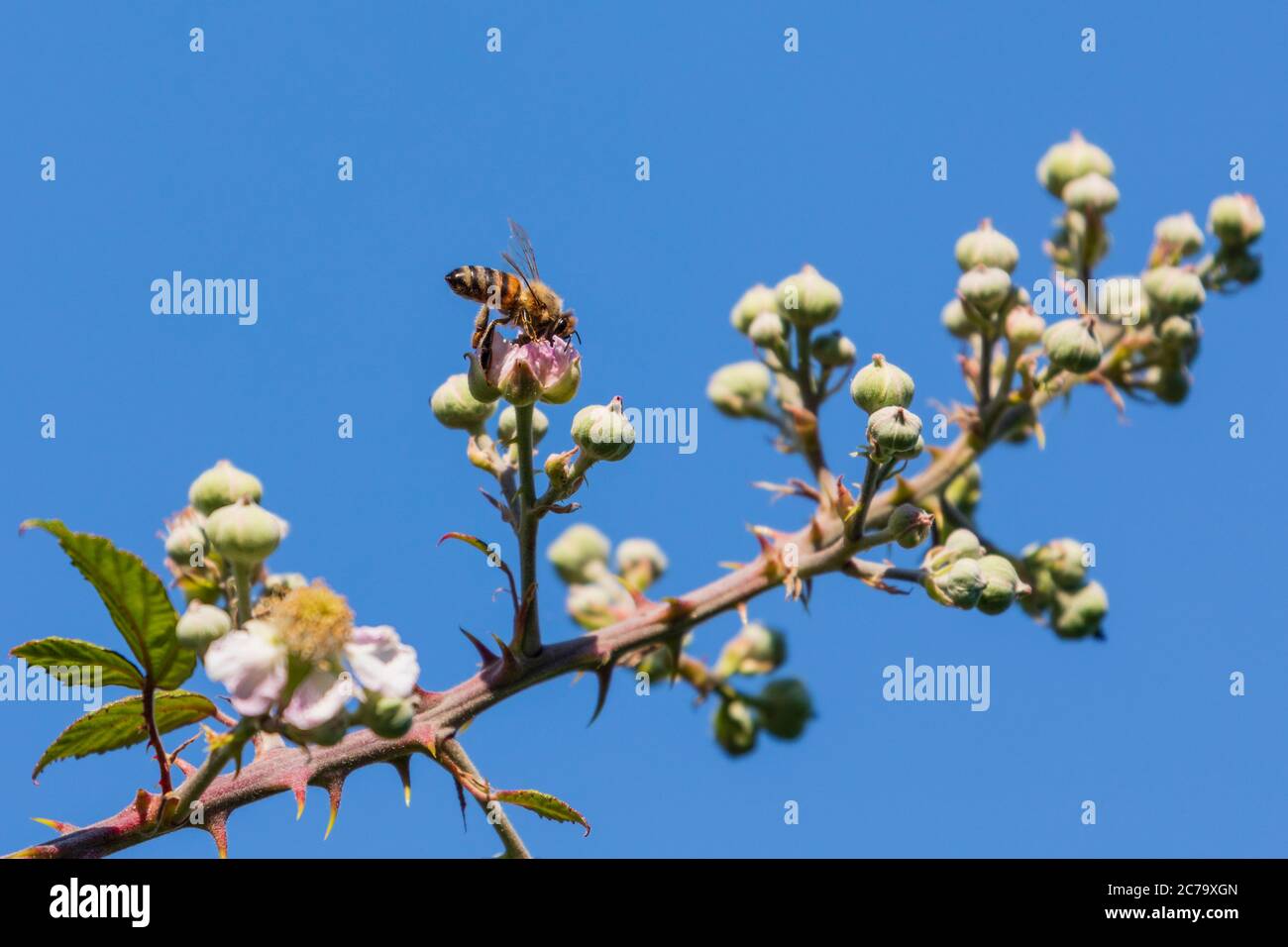 Honey bee taking nectar from a flower on a bramble Stock Photo - Alamy