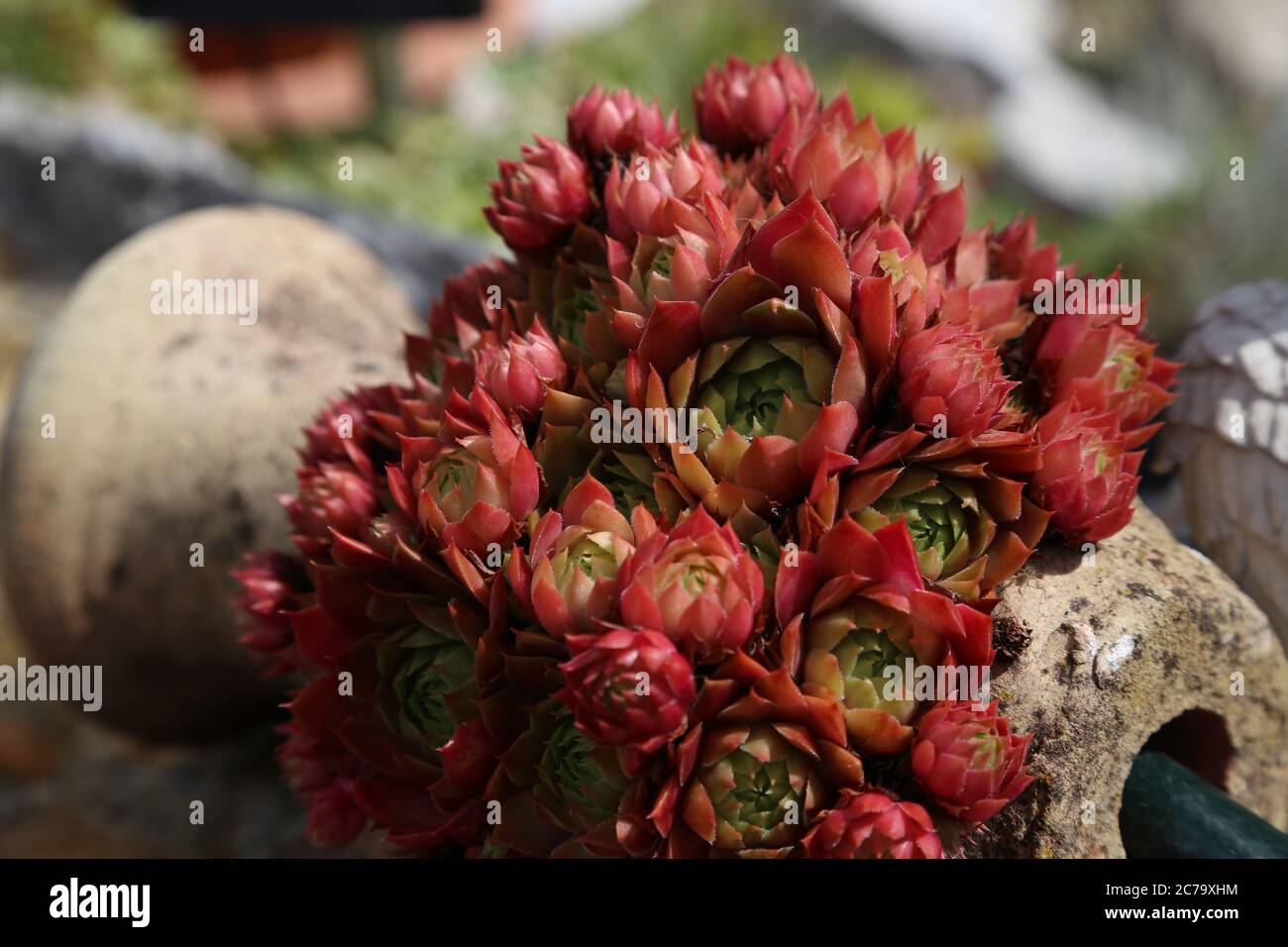 Live Forever Plant High Resolution Stock Photography and Images - Alamy