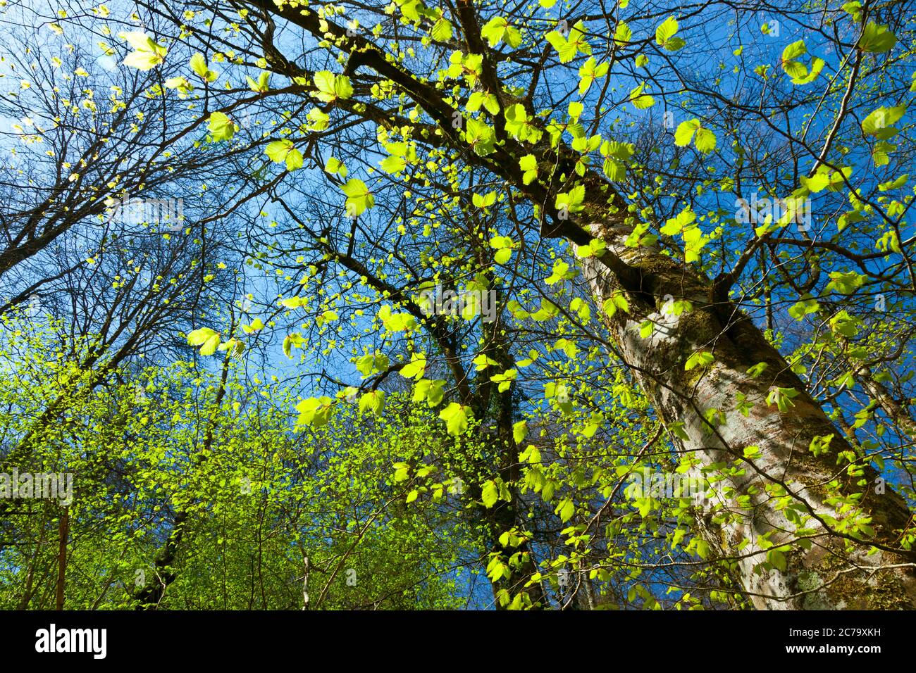 European Beech or Common Beech forest, Saja-Besaya Natural Park ...
