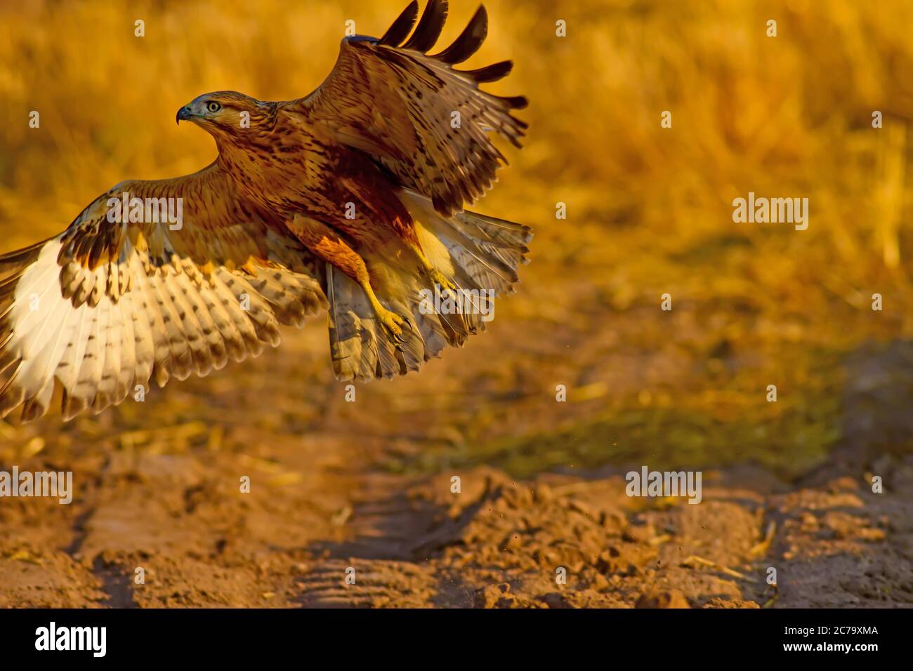 Flying buzzard. Bird of prey. Yellow nature background Stock Photo - Alamy