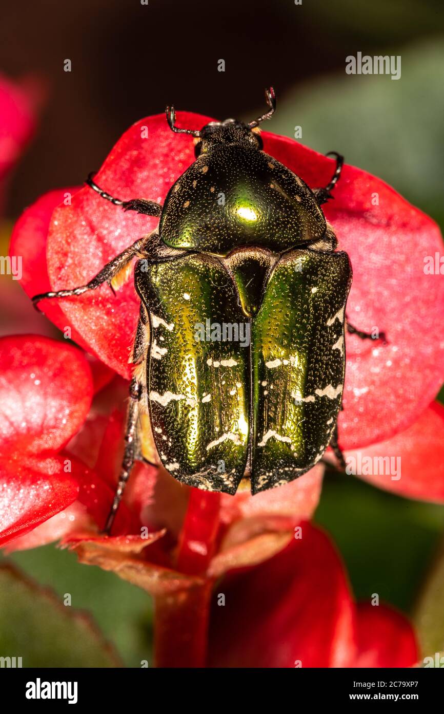 Green Rose Chafer (Cetonia aurata Stock Photo - Alamy