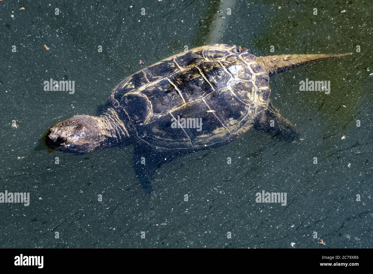 Northern Snapping Turtle High Resolution Stock Photography and Images ...