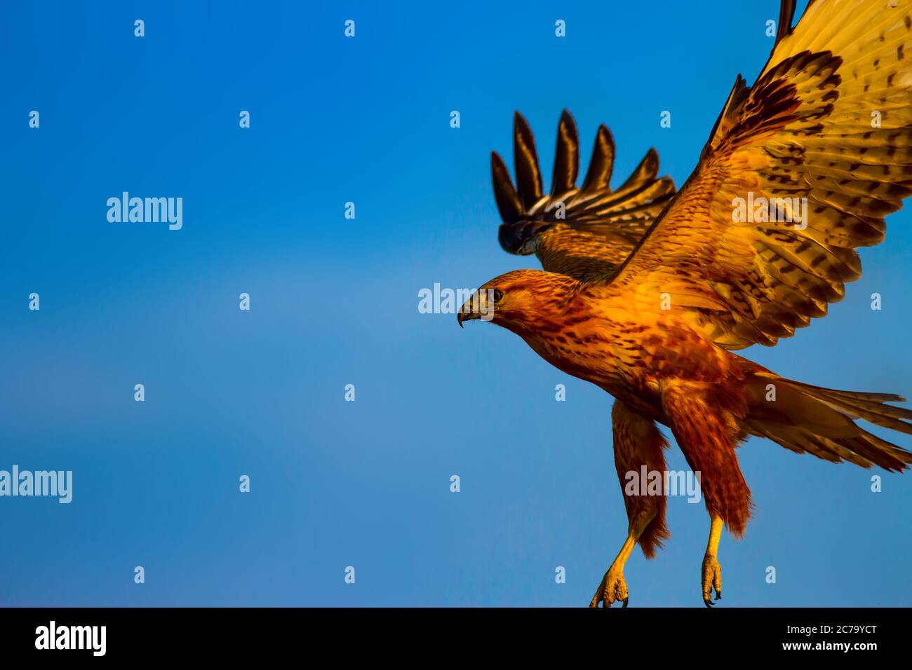 Flying buzzard. Bird of prey. Blue sky background Stock Photo - Alamy