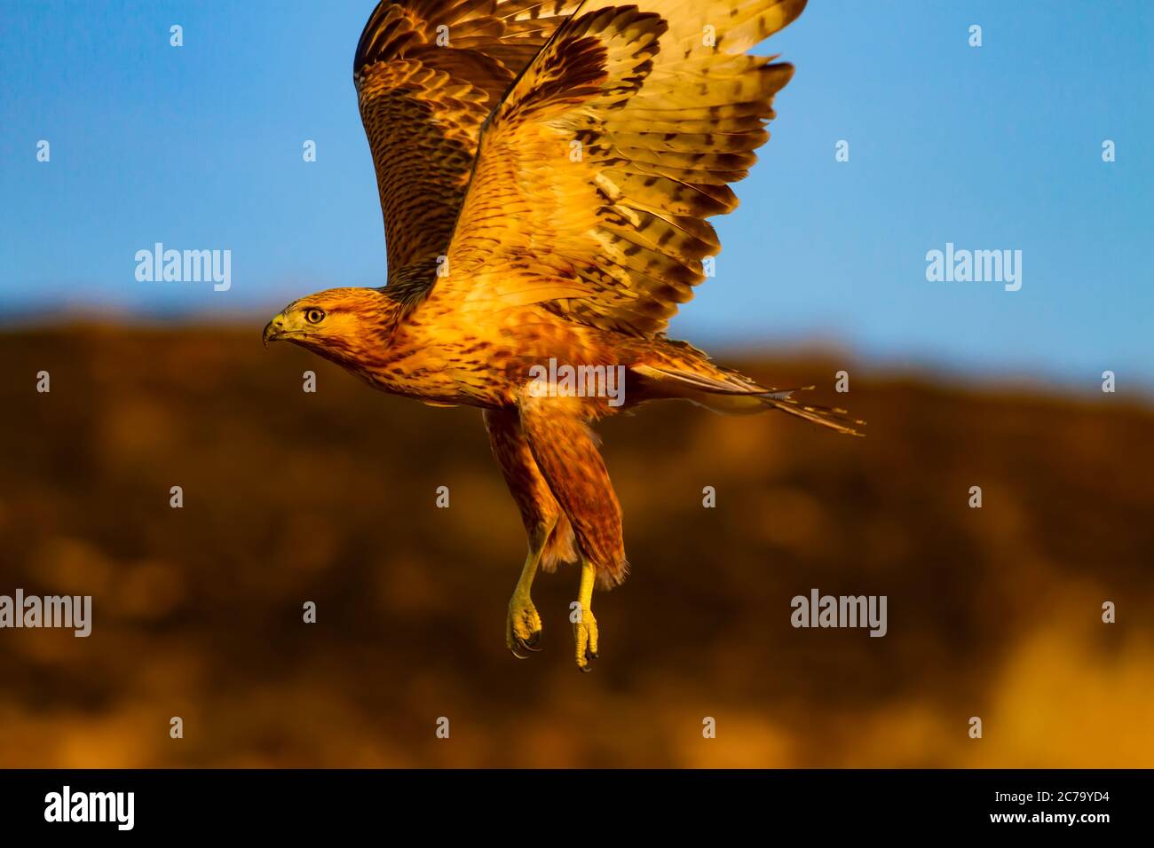 Flying buzzard. Bird of prey. Nature background Stock Photo - Alamy