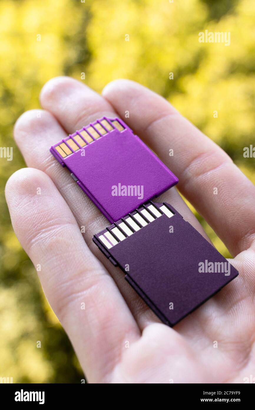 purple and rose sd flash cards in the hand of a man, green blurred ...