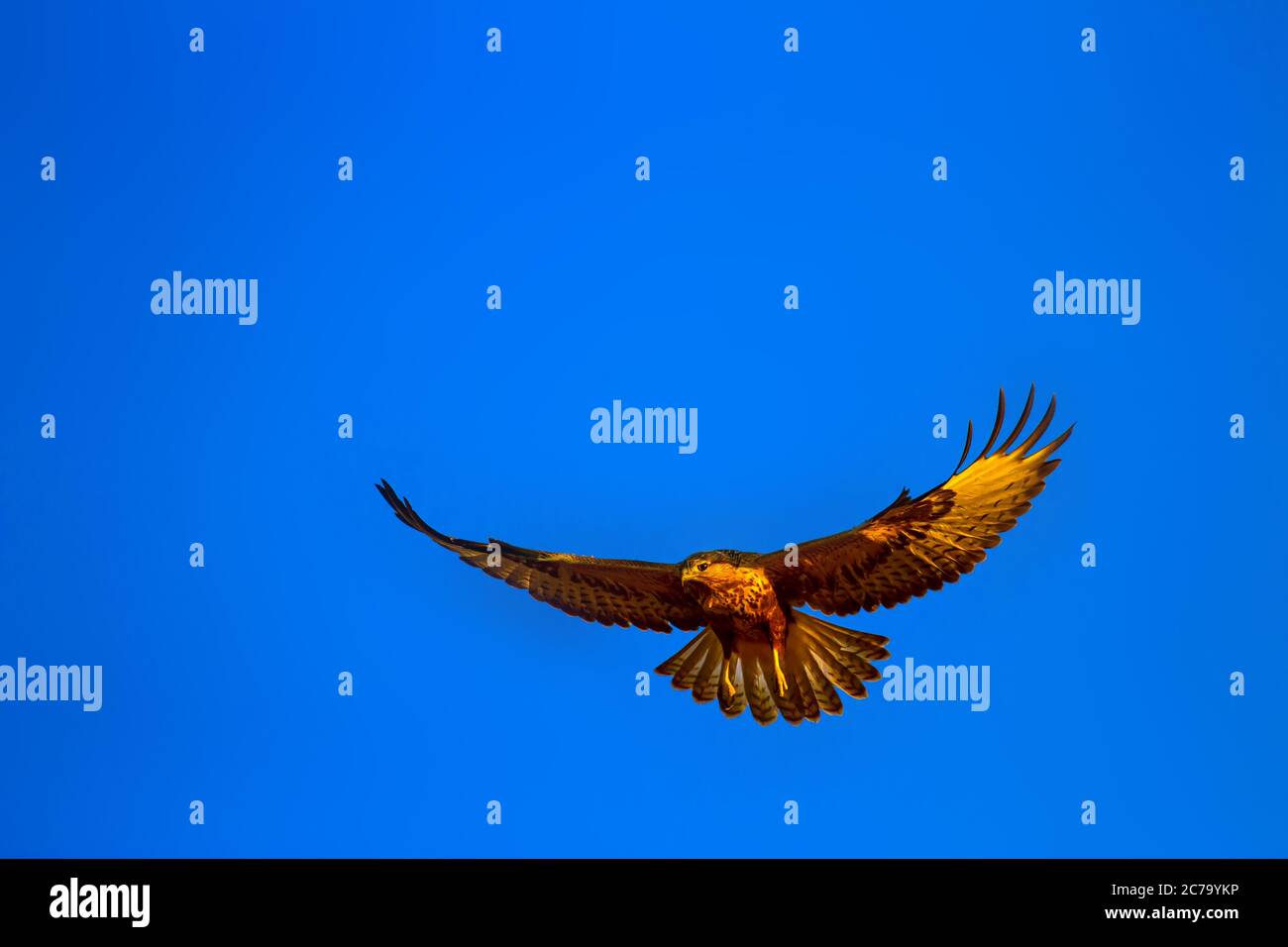 Flying buzzard. Bird of prey. Blue sky background Stock Photo - Alamy