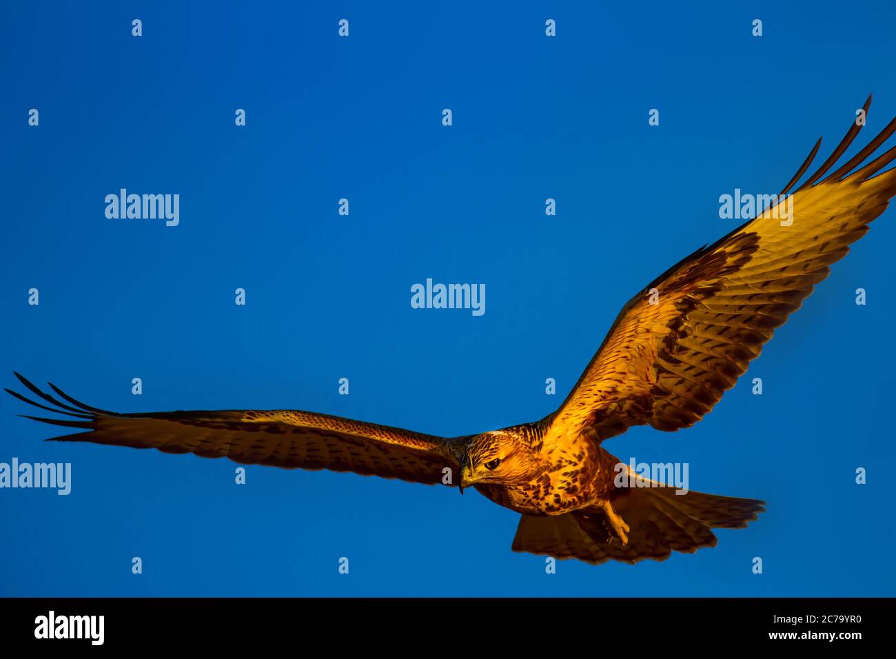 Flying buzzard. Bird of prey. Blue sky background Stock Photo - Alamy