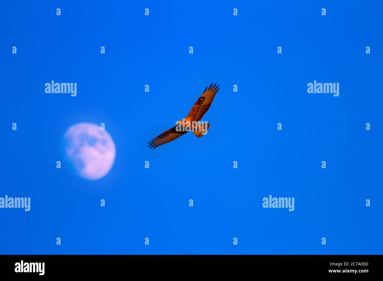 Flying buzzard. Bird of prey. Blue sky background Stock Photo - Alamy
