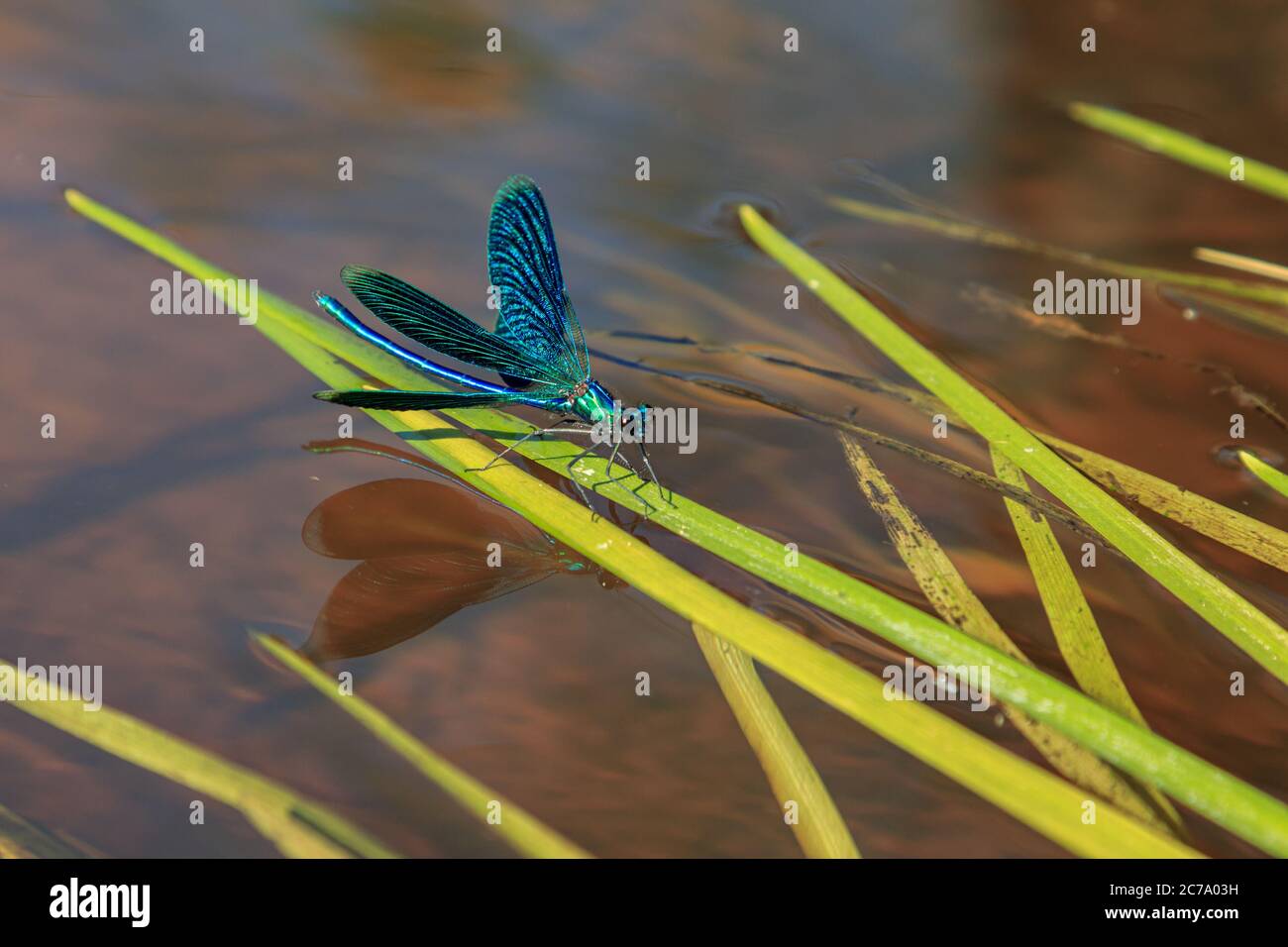 Beautiful water blue insect dragonfly on green river grass Stock Photo ...