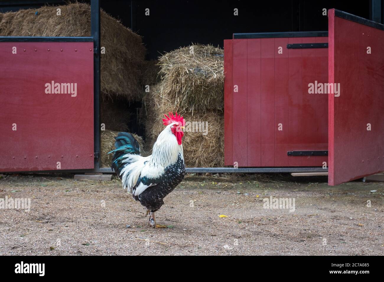 Colorful rooster in front of a weathered barn Stock Photo - Alamy