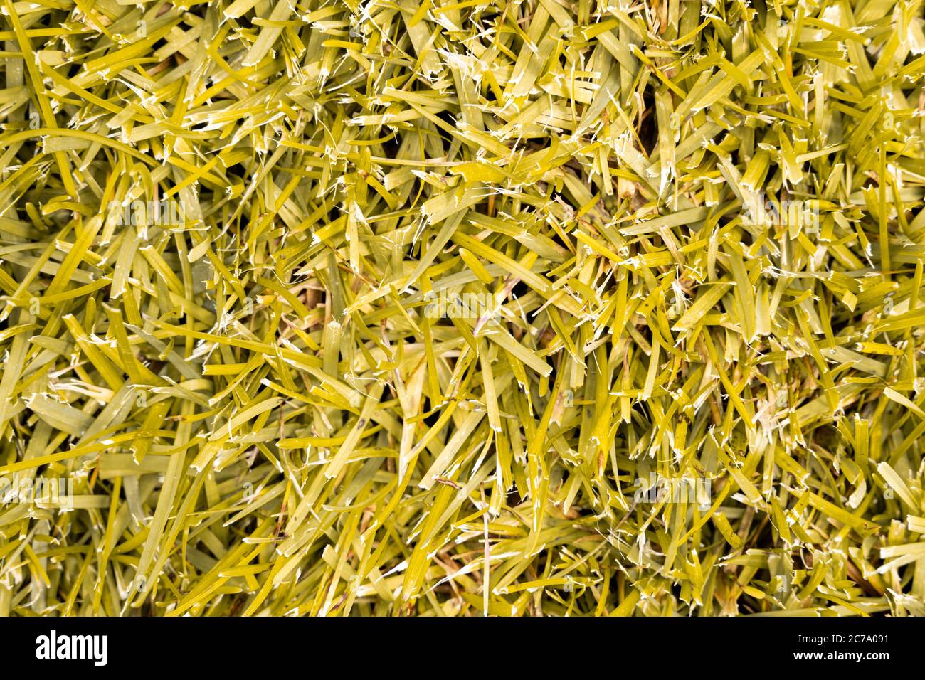 The texture of yellow grass surface for the background, Top view of ...