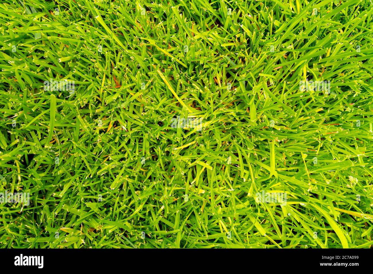 The texture of green grass surface for the background, Top view of ...