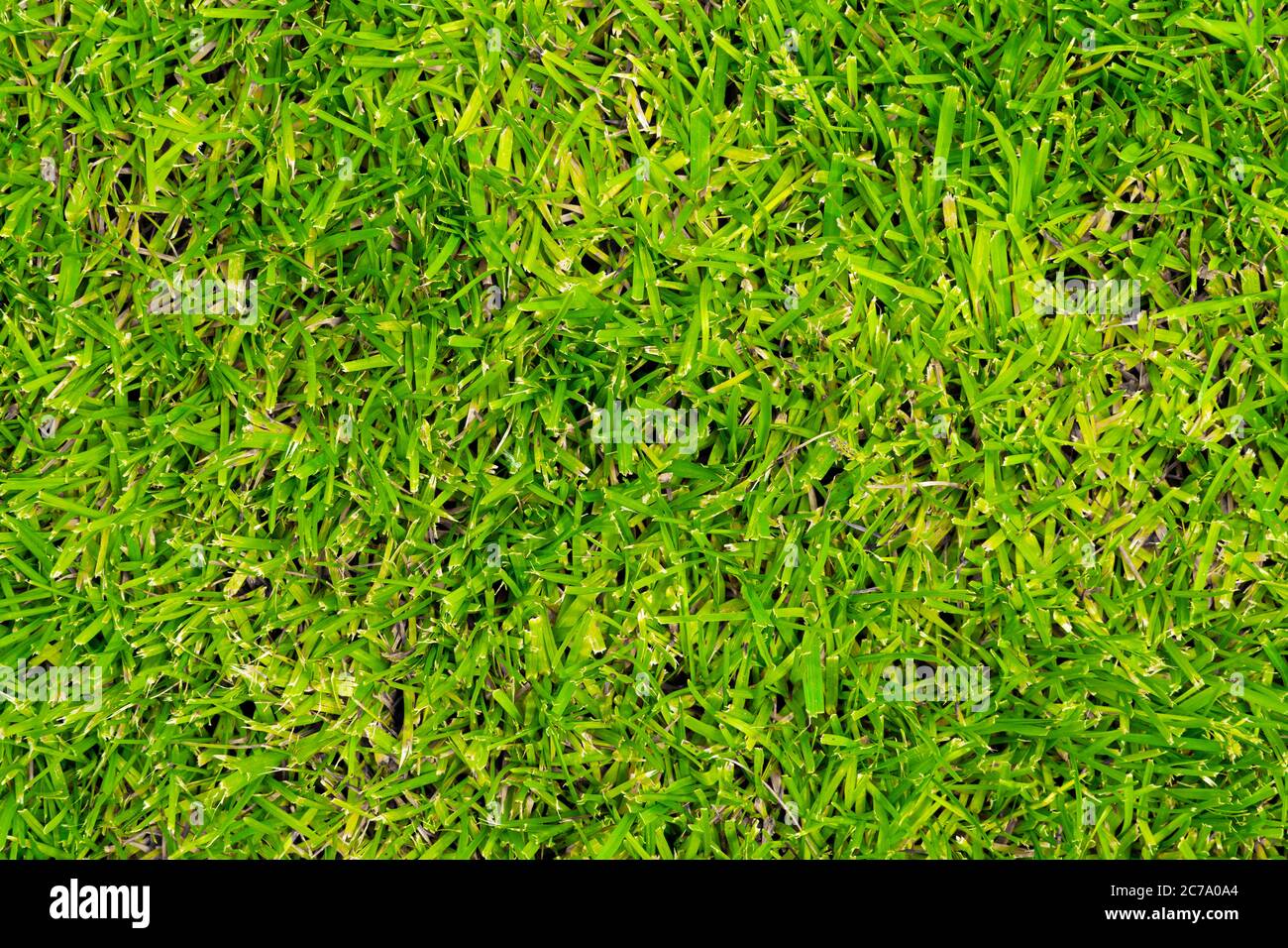 Green lawn for background. long green grass background texture. top ...