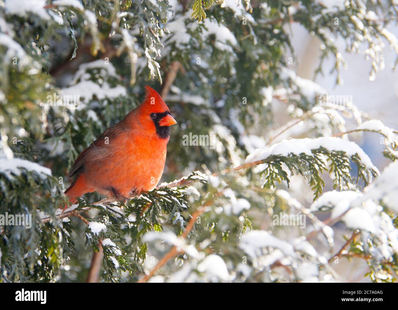 Red Cardinal Snow High Resolution Stock Photography and Images - Alamy