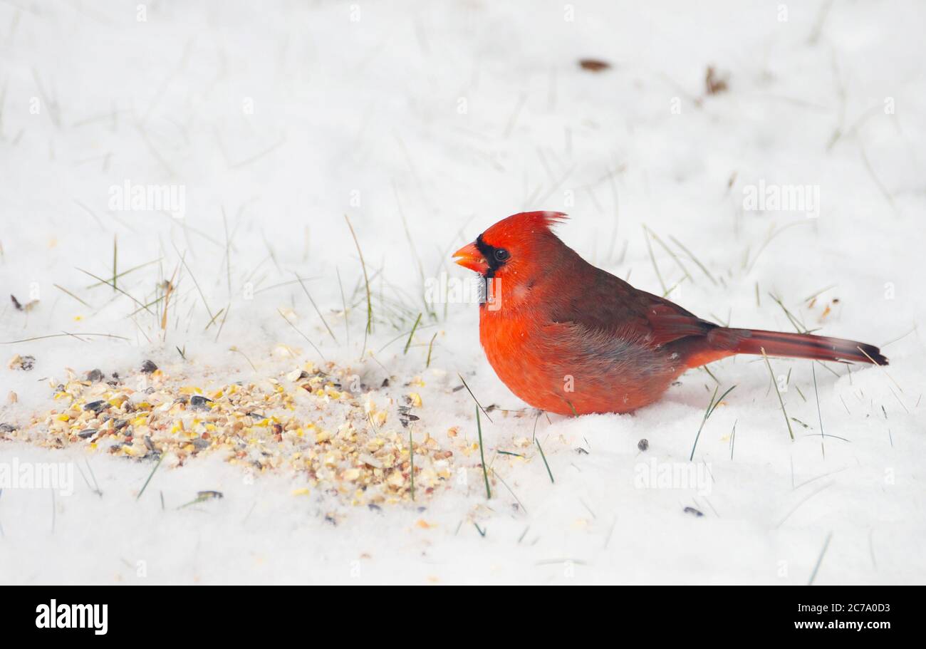 Canadian winter with cardinal hi-res stock photography and images - Alamy