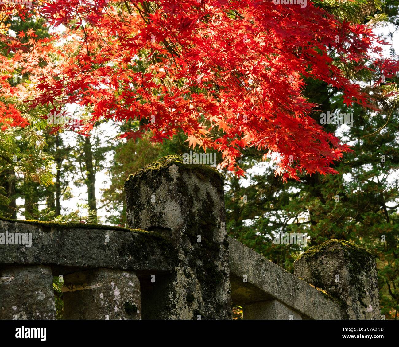 Autumn colors in Nikko, Japan in November. Green pines and red maples ...