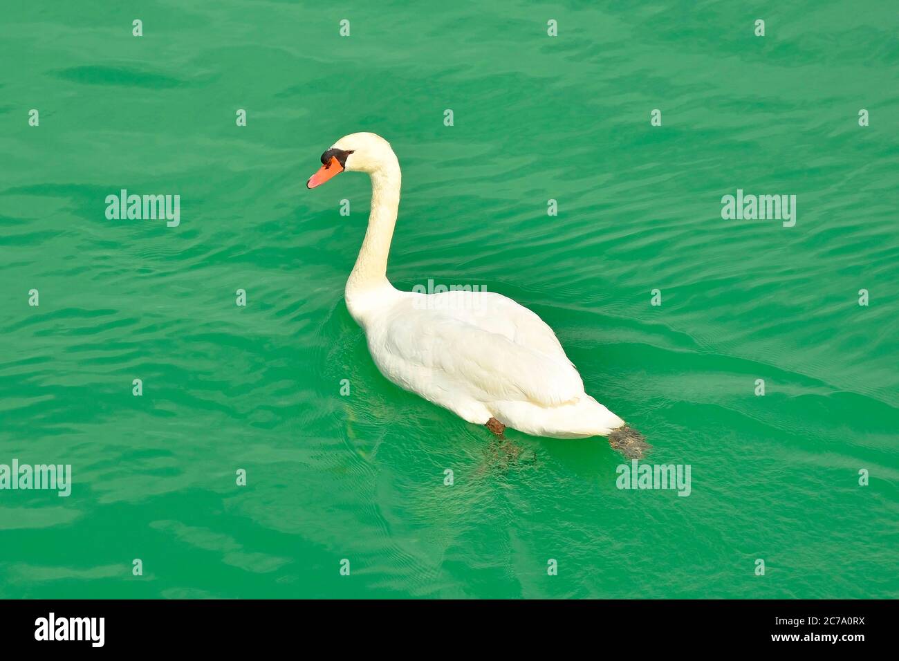 A white swan swimming in the waters of the Isola Della Cona wetland ...