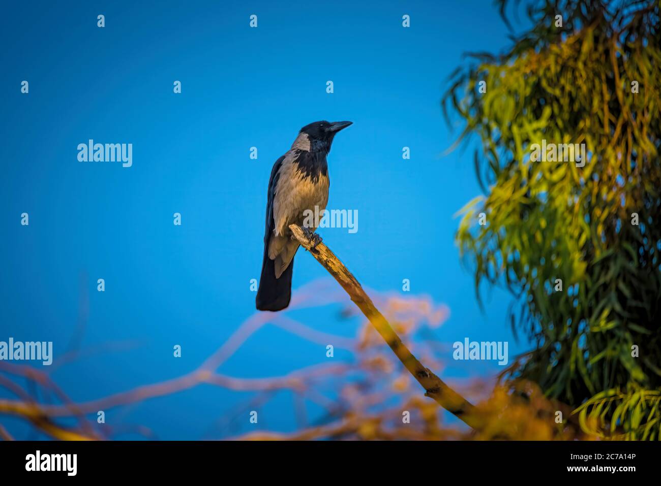 Indian And Raven High Resolution Stock Photography and Images - Alamy