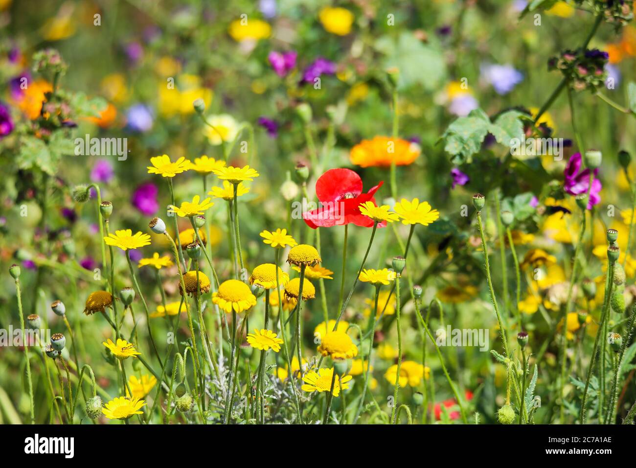 View on field with wild flower strip for improvement of agricultural ...