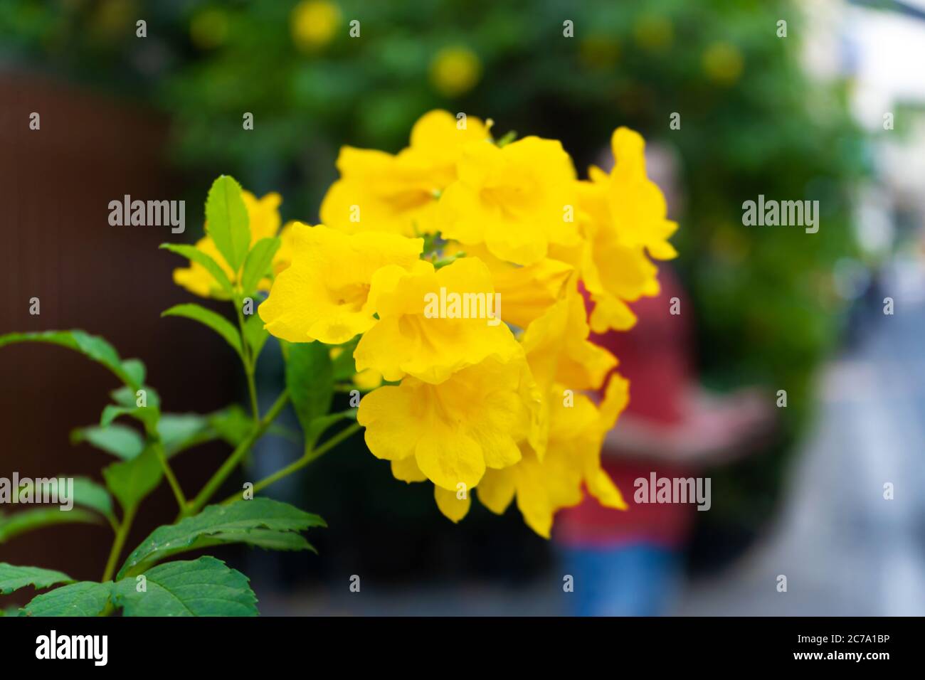 Beautiful Yellow Elder Flower Trumpetbush tecoma stans at Bangkok ...