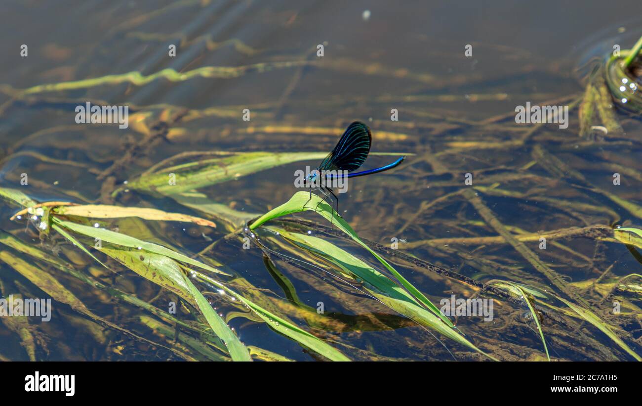 Blue color dragonfly river water beautiful insect Stock Photo - Alamy