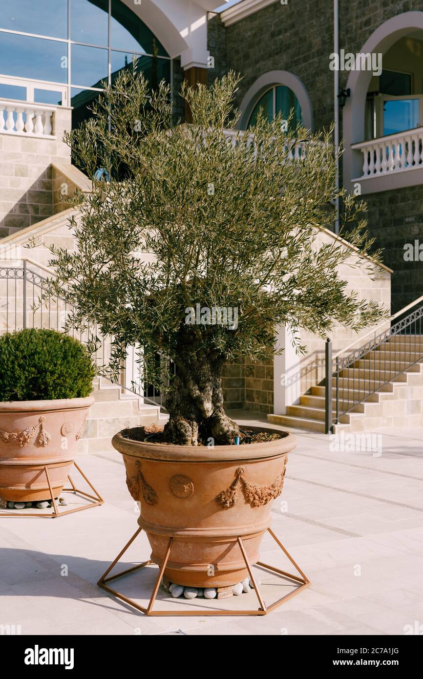 Large olive tree in pot hi-res stock photography and images - Alamy