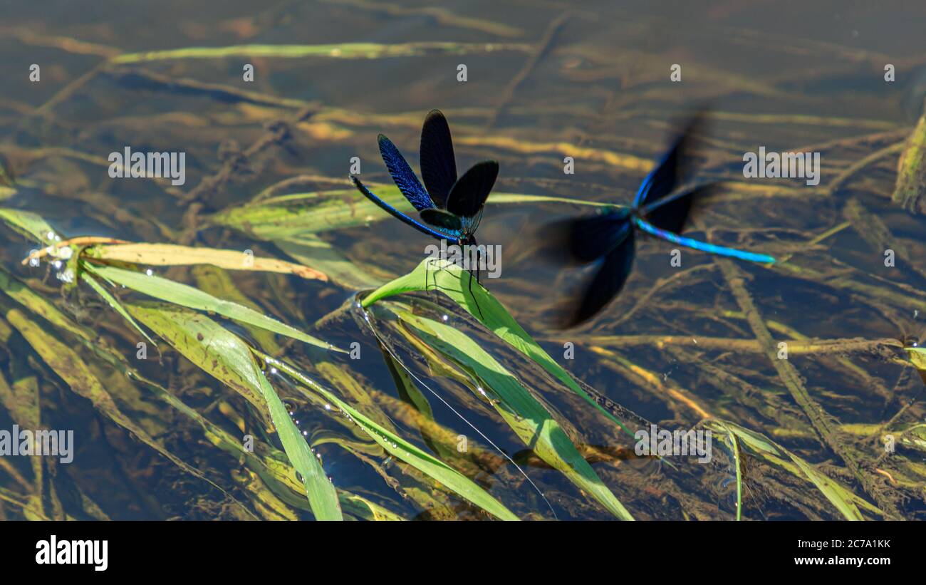 Blue color dragonfly river water beautiful insect with open wings ...