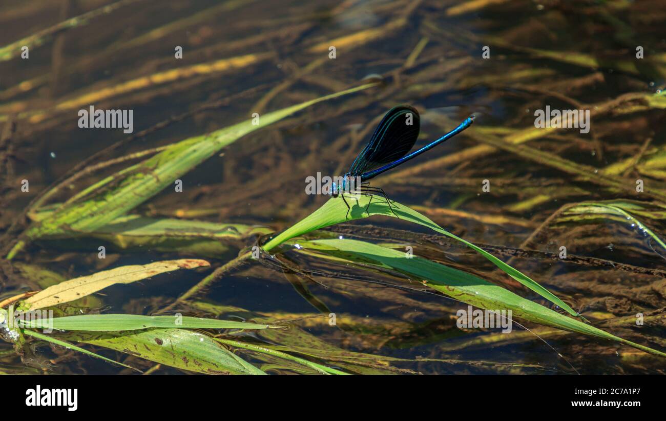 Blue color dragonfly river water beautiful insect Stock Photo - Alamy