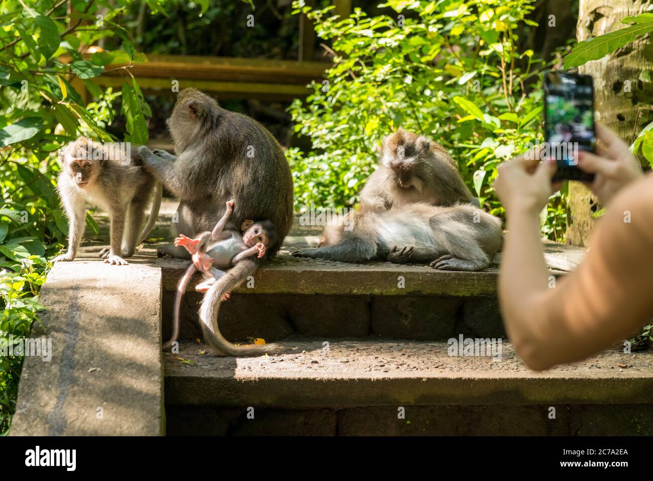 Monkeys in Ubud Bali Stock Photo - Alamy