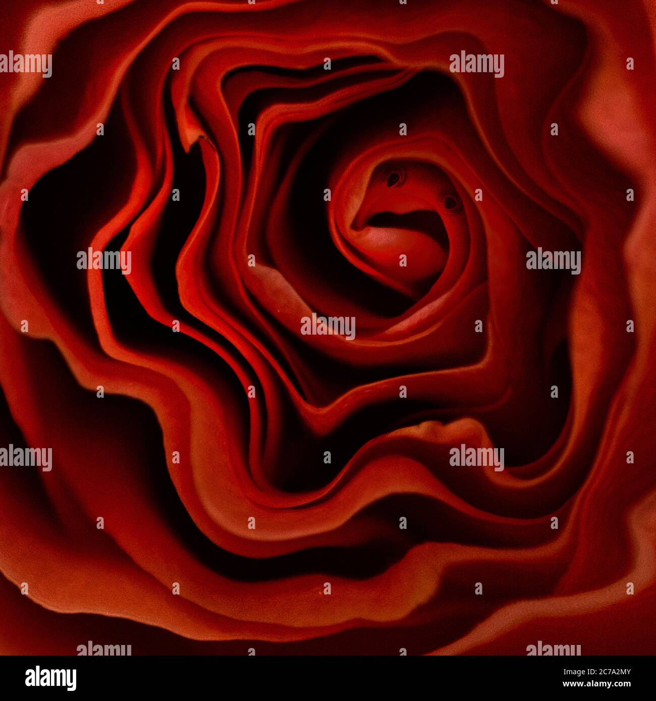 A magical fish stares out from a red rose Stock Photo - Alamy