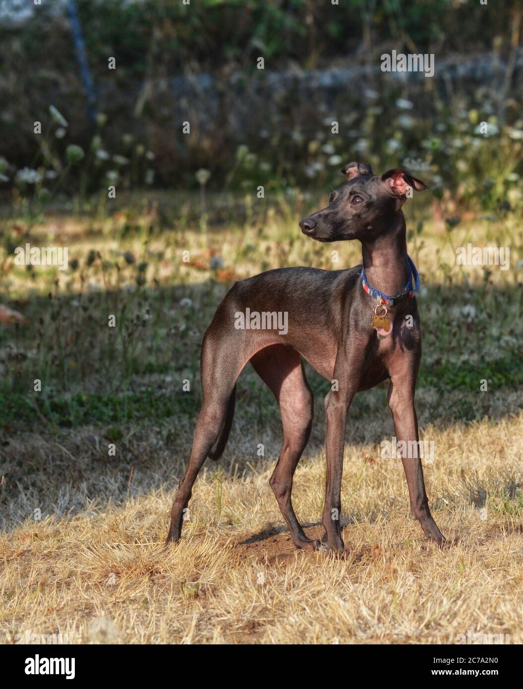 Italian Greyhound puppy standing, looking to the left against a grassy ...