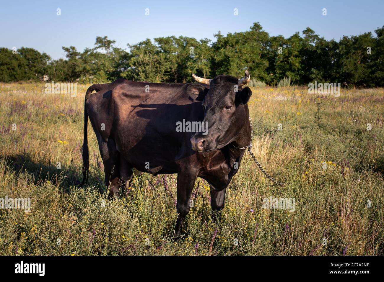 A black cow with a chain around its neck grazes on a meadow and eats ...