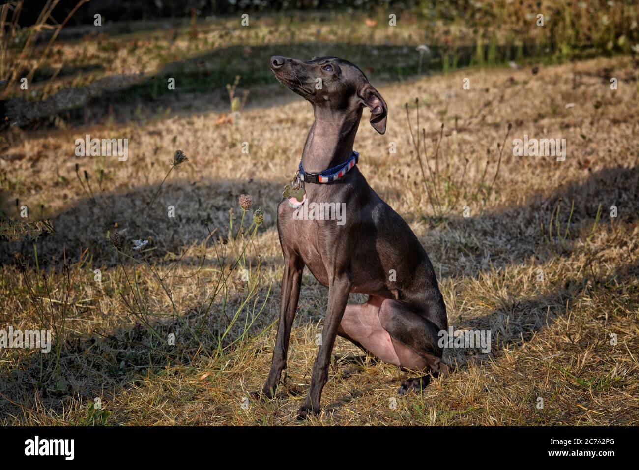 Black And Tan Italian Greyhound
