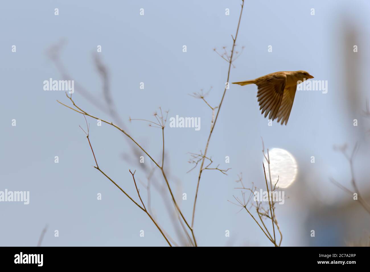 Sparrow flying hi-res stock photography and images - Alamy