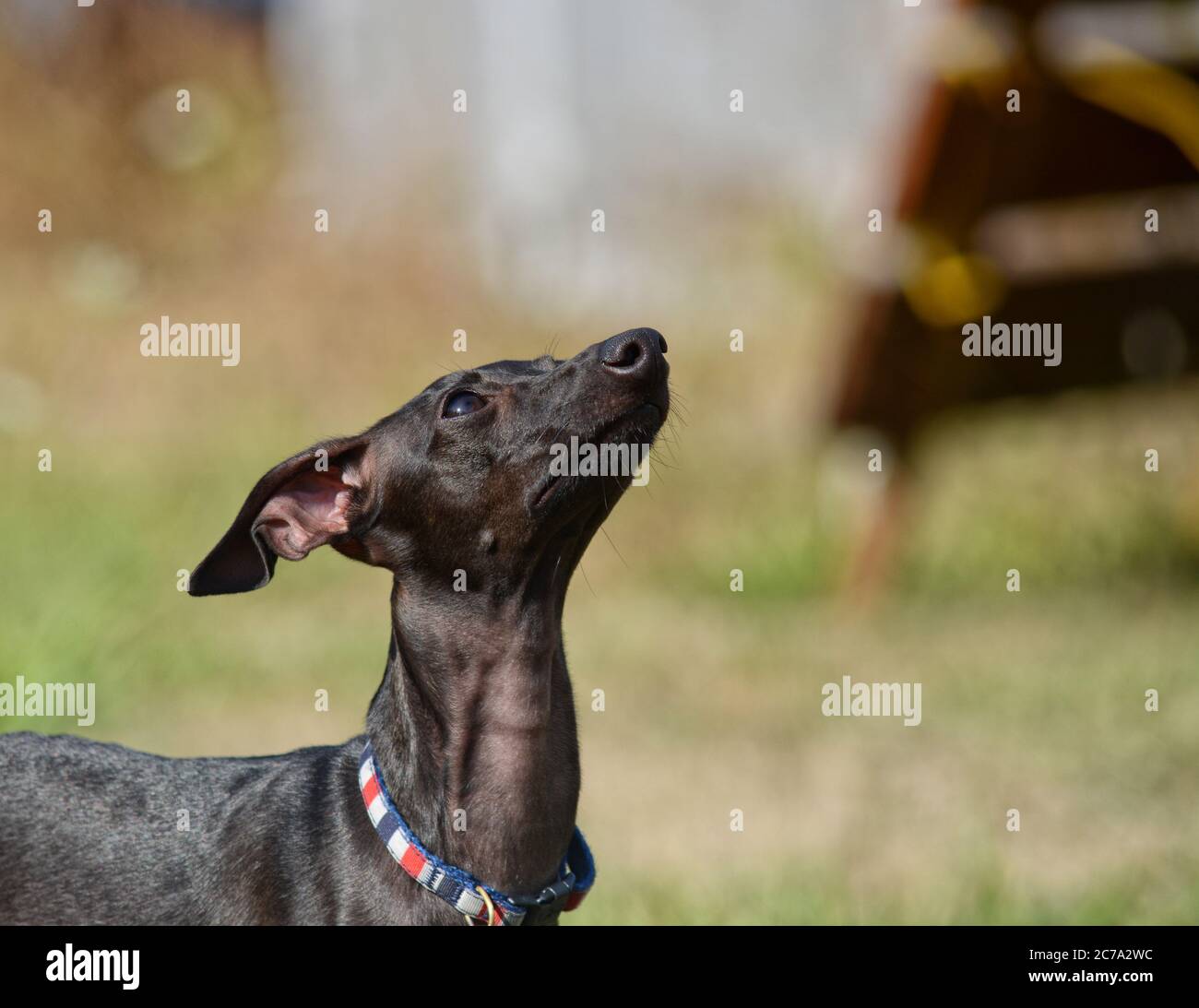 Italian Greyhound looking up and to the left against a blurred ...