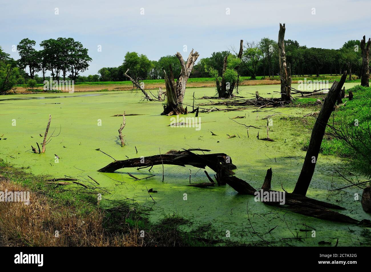 Dead trees in an algae infested swamp Stock Photo - Alamy