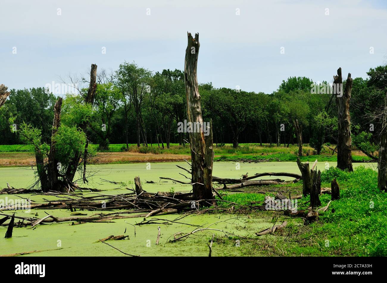 Swamp ecosystem hi-res stock photography and images - Alamy