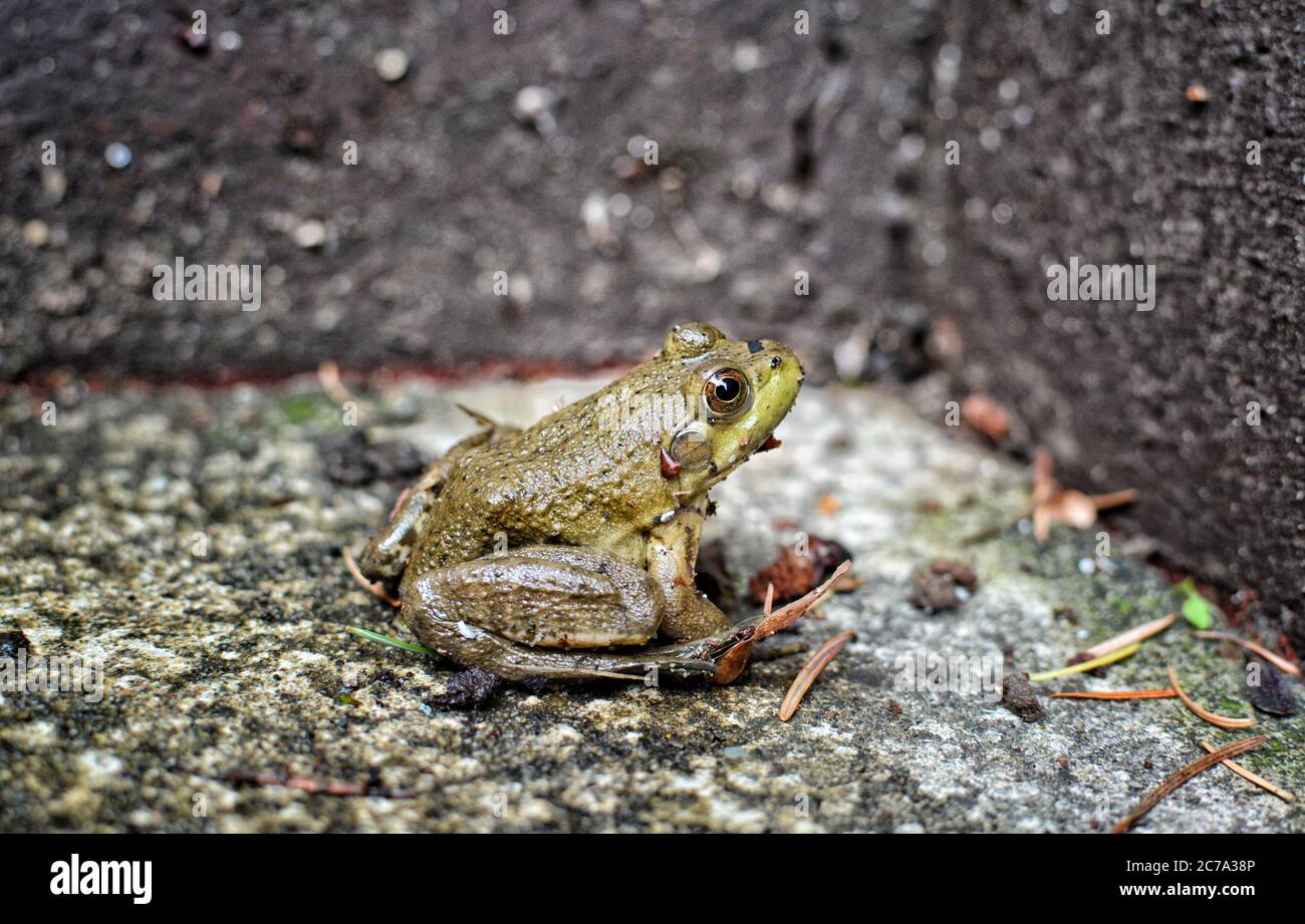 Frog in a concrete corner Stock Photo - Alamy