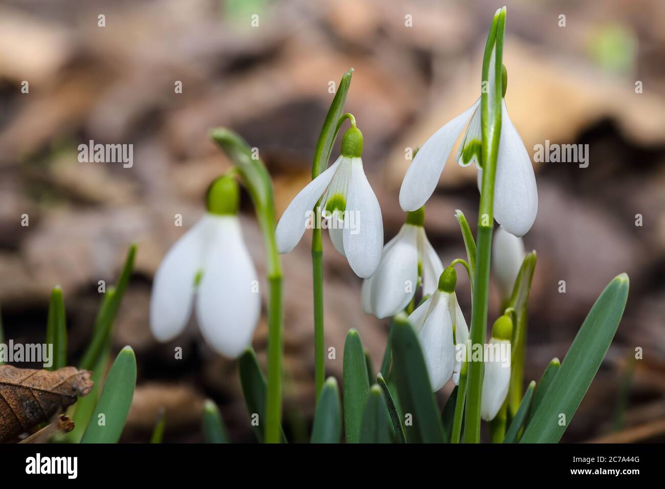 Spring snowdrop flowers blooming in sunny day. Shallow depth of field ...