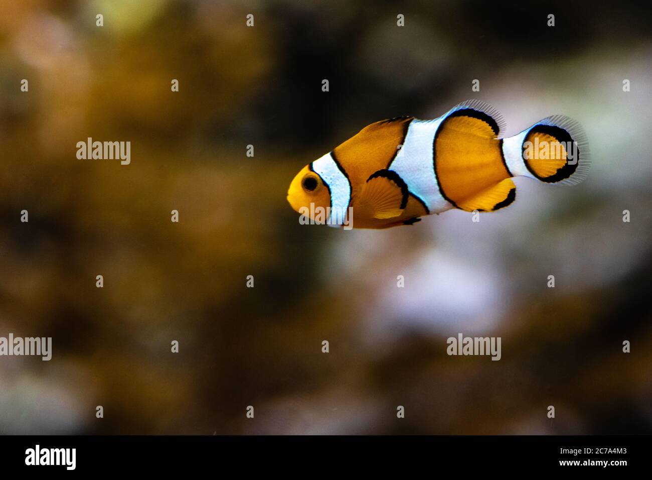 An Ocellaris Clownfish (Amphiprion ocellaris Stock Photo - Alamy