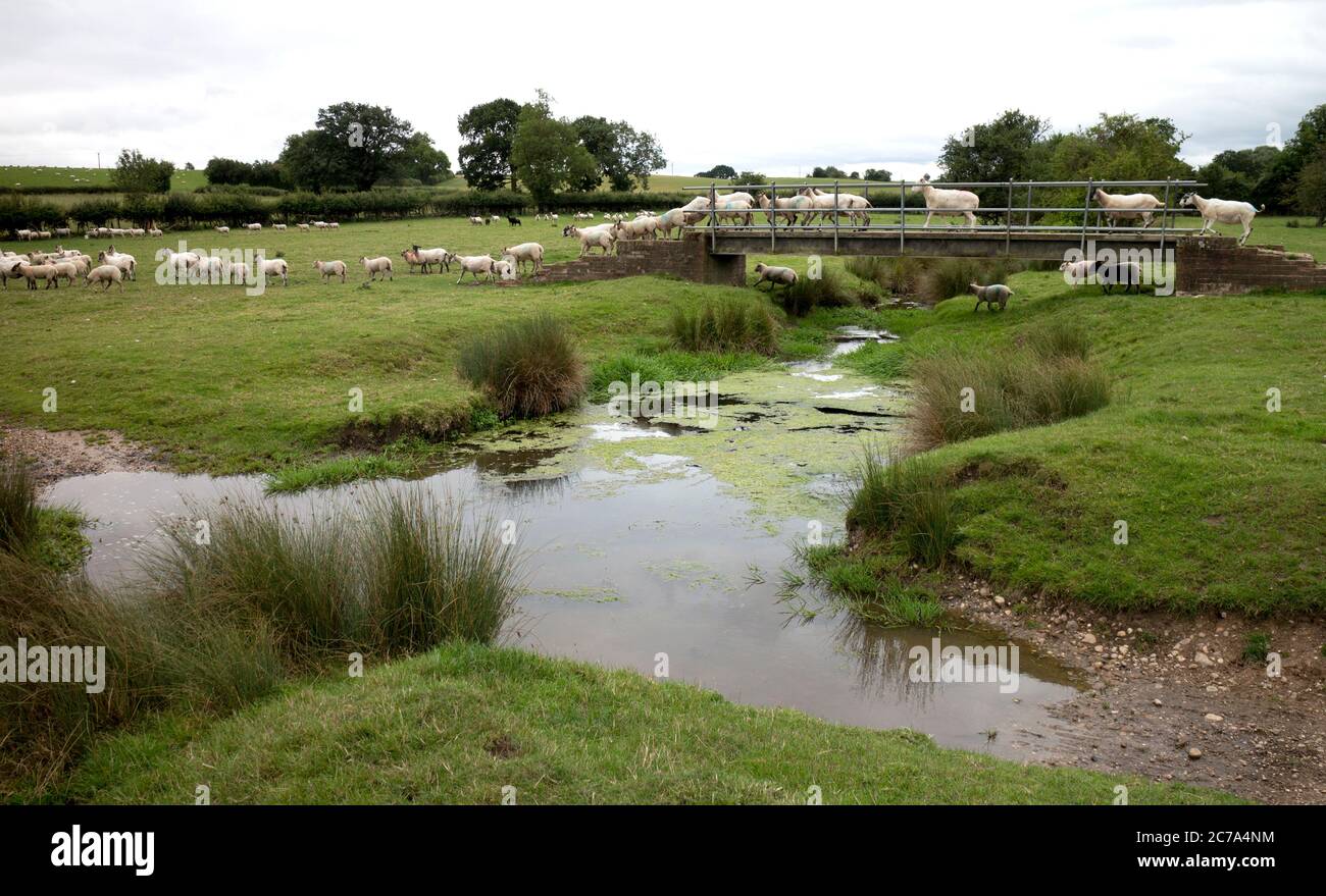 Sheep crossing a bridge over Inchford Brook, Warwickshire, England, UK ...