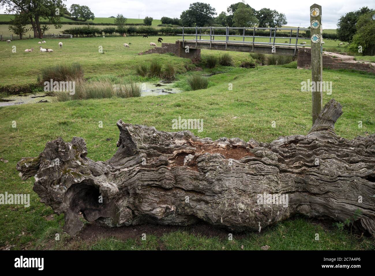 An old gnarled log by the Inchford Brook, Warwickshire, England, UK ...