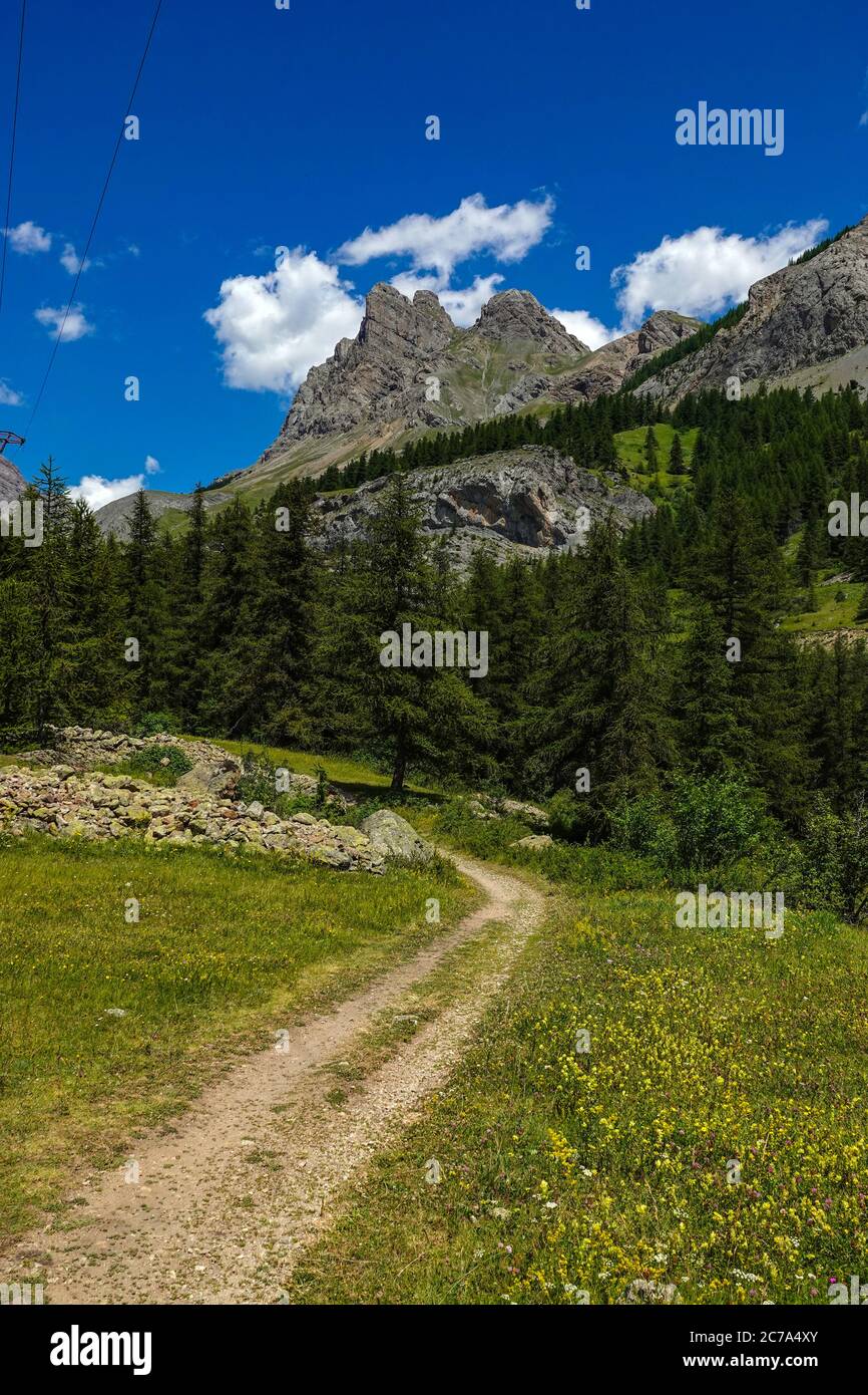 Track forest hi-res stock photography and images - Alamy